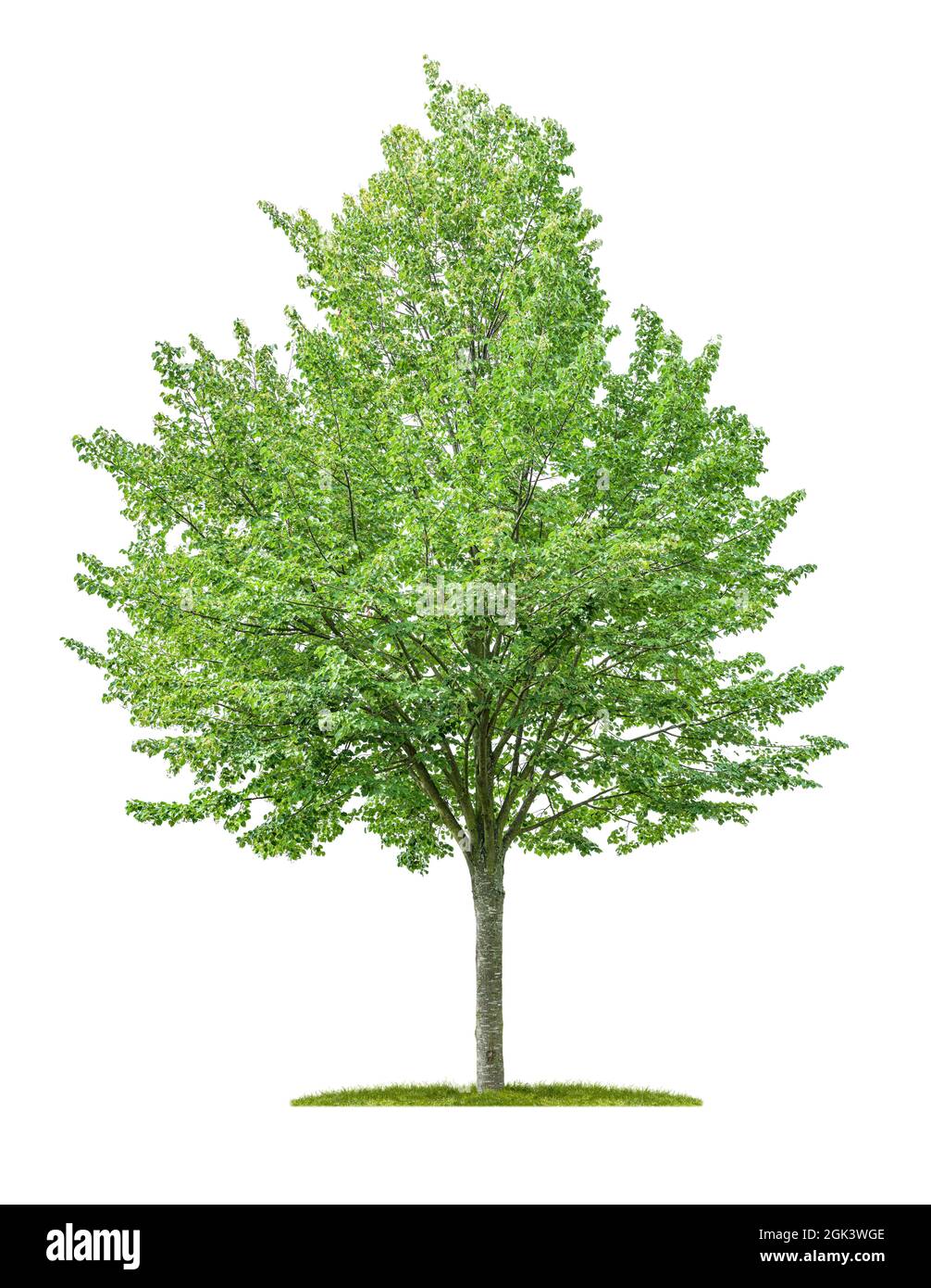 Isolated lime tree on a white background Stock Photo - Alamy