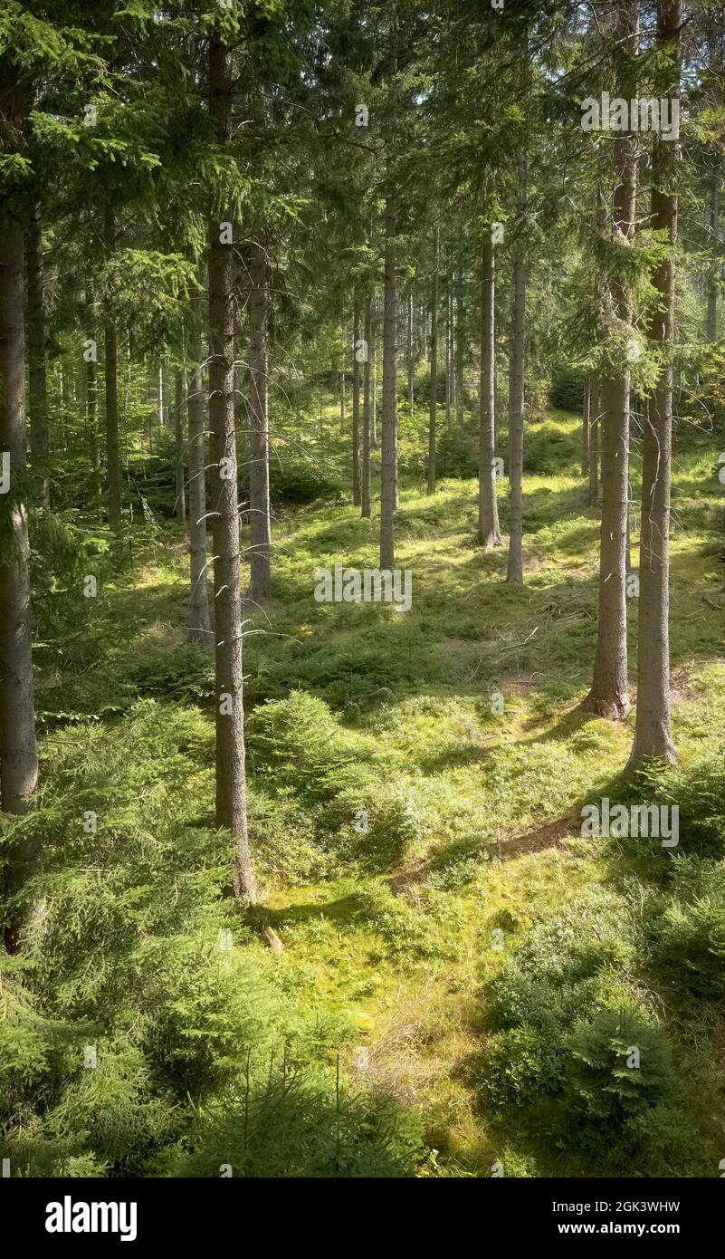 Picture of a mountain forest Stock Photo - Alamy