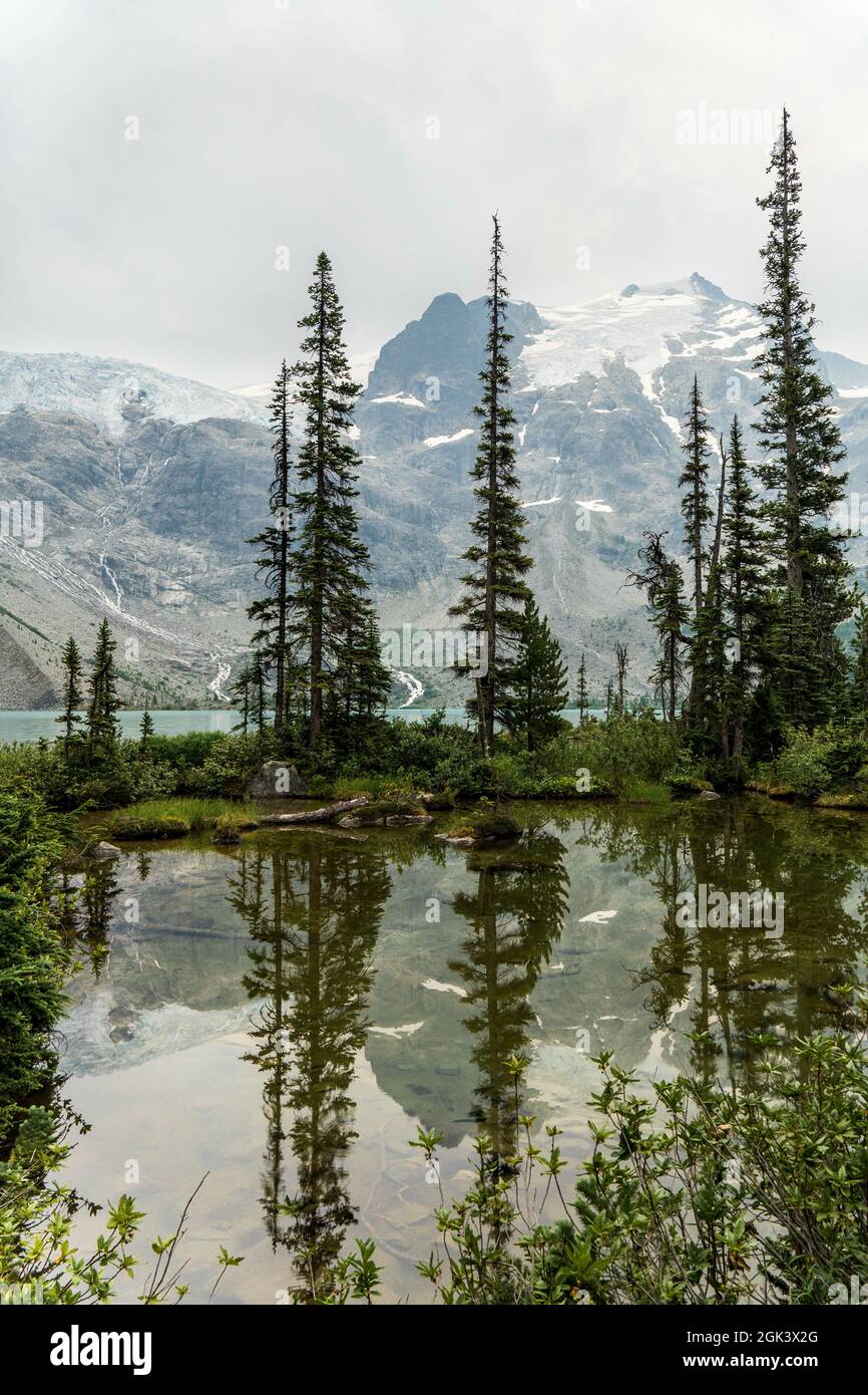 View of long trees reflecting on water with mountains in background in ...