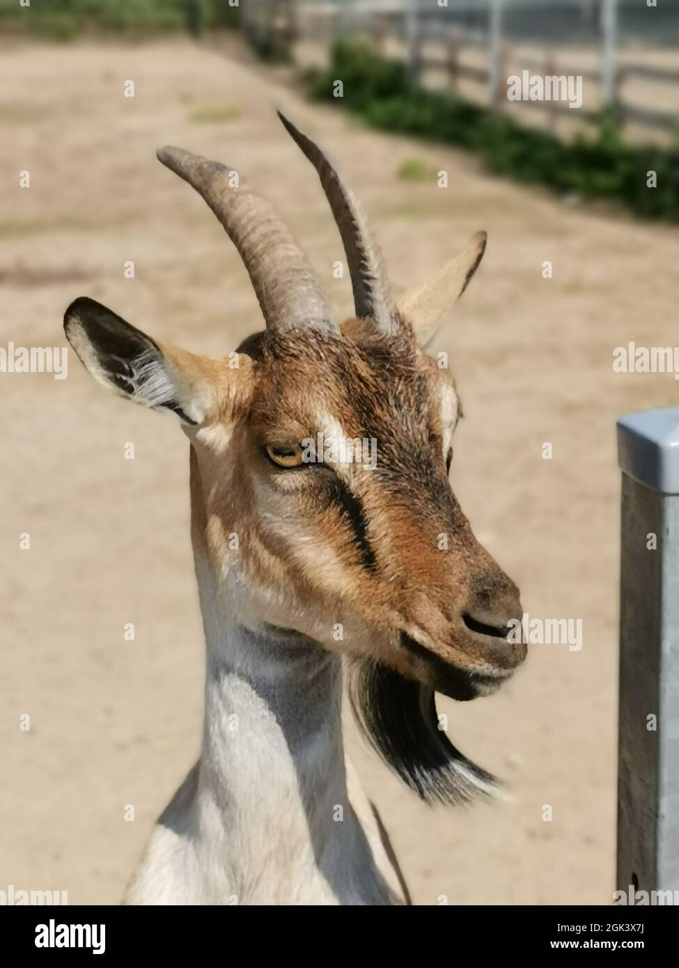 Caprinae hi-res stock photography and images - Alamy