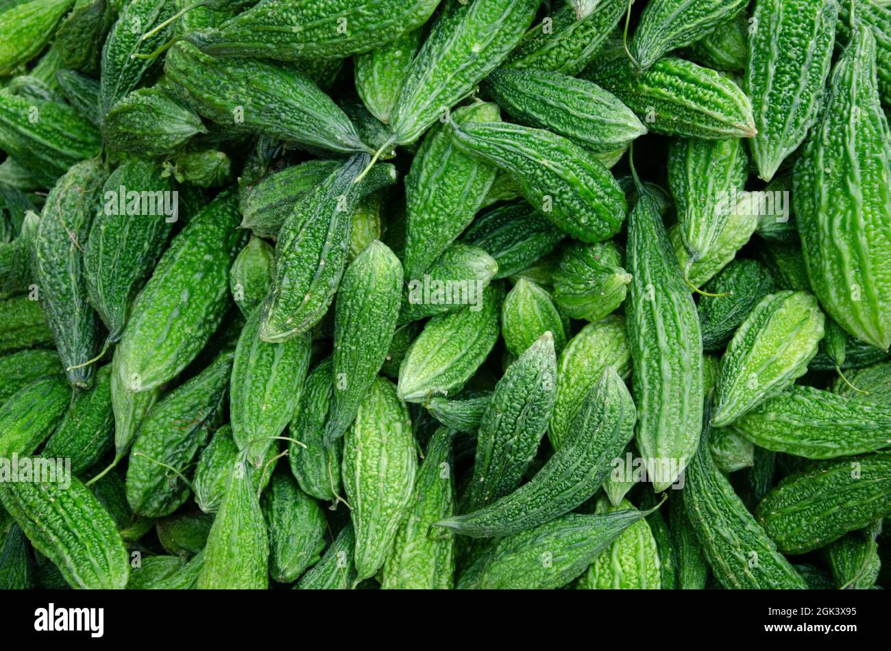 Green and fresh bitter gourd in large quantity in morning sunshine ...