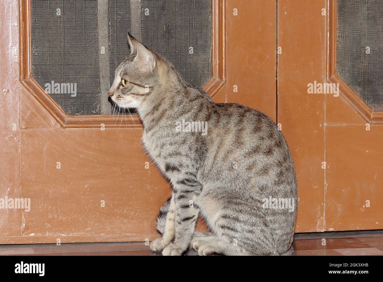 Close-up side view of A pet tabby cat sitting nearby a standing door in ...