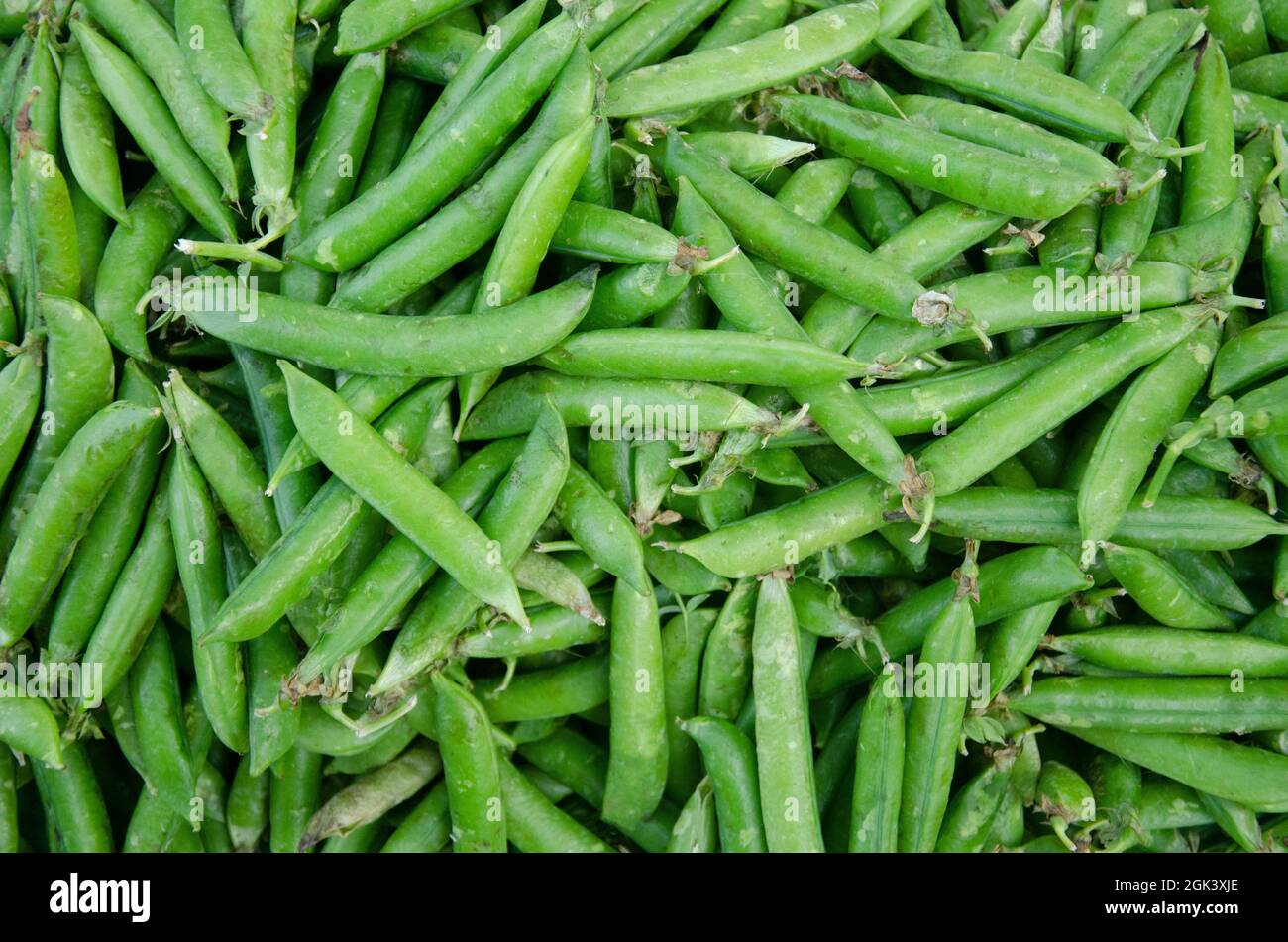 Fresh green pea in large quantity. Also uses for background or texture ...