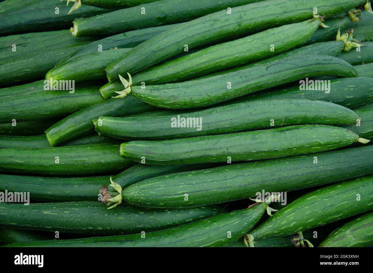 Green fresh ridge gourds vegetable . Uses for background or texture ...