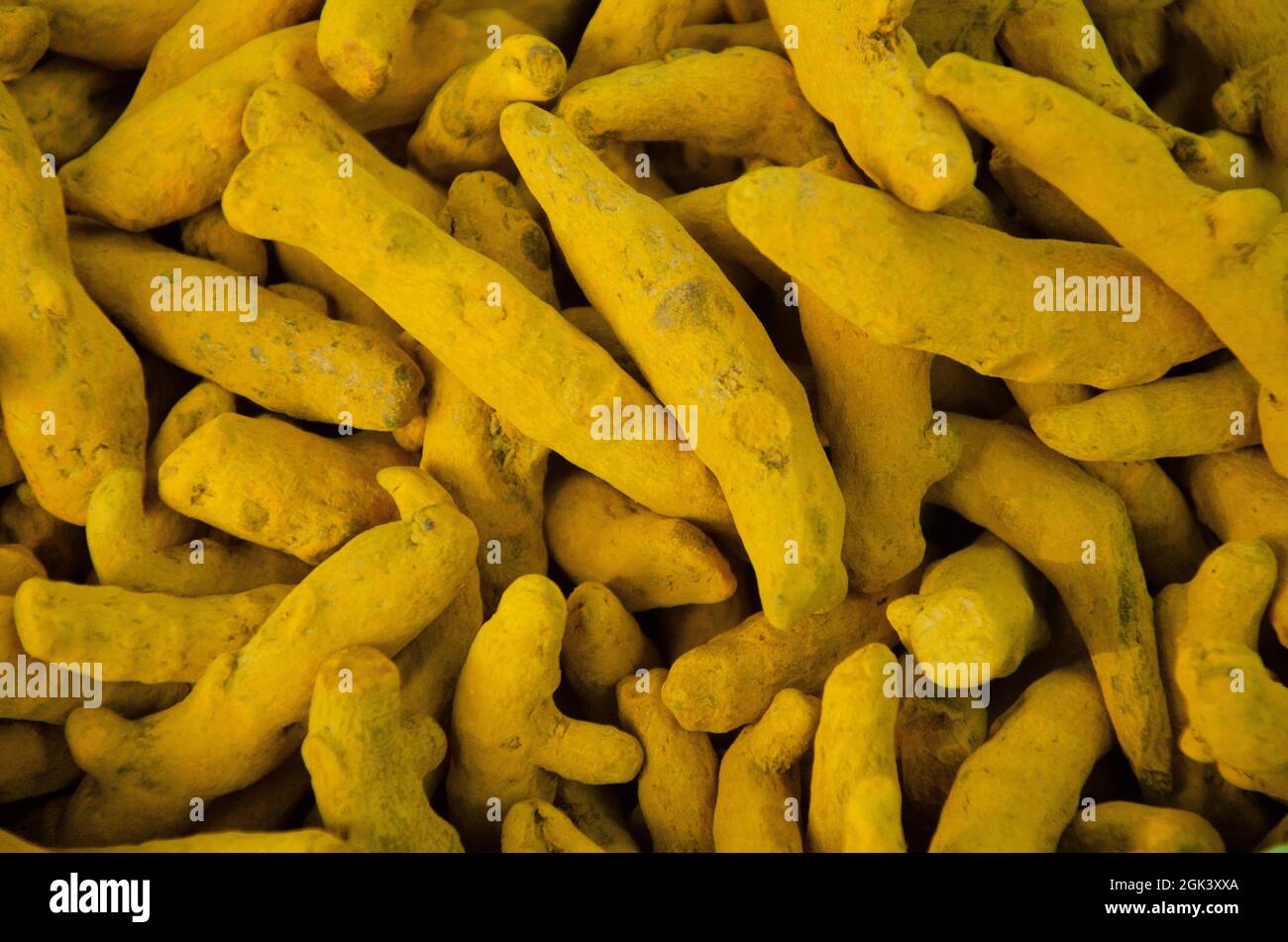 Yellow turmeric uses in cooking. Anticeptic and healthy for body Stock ...