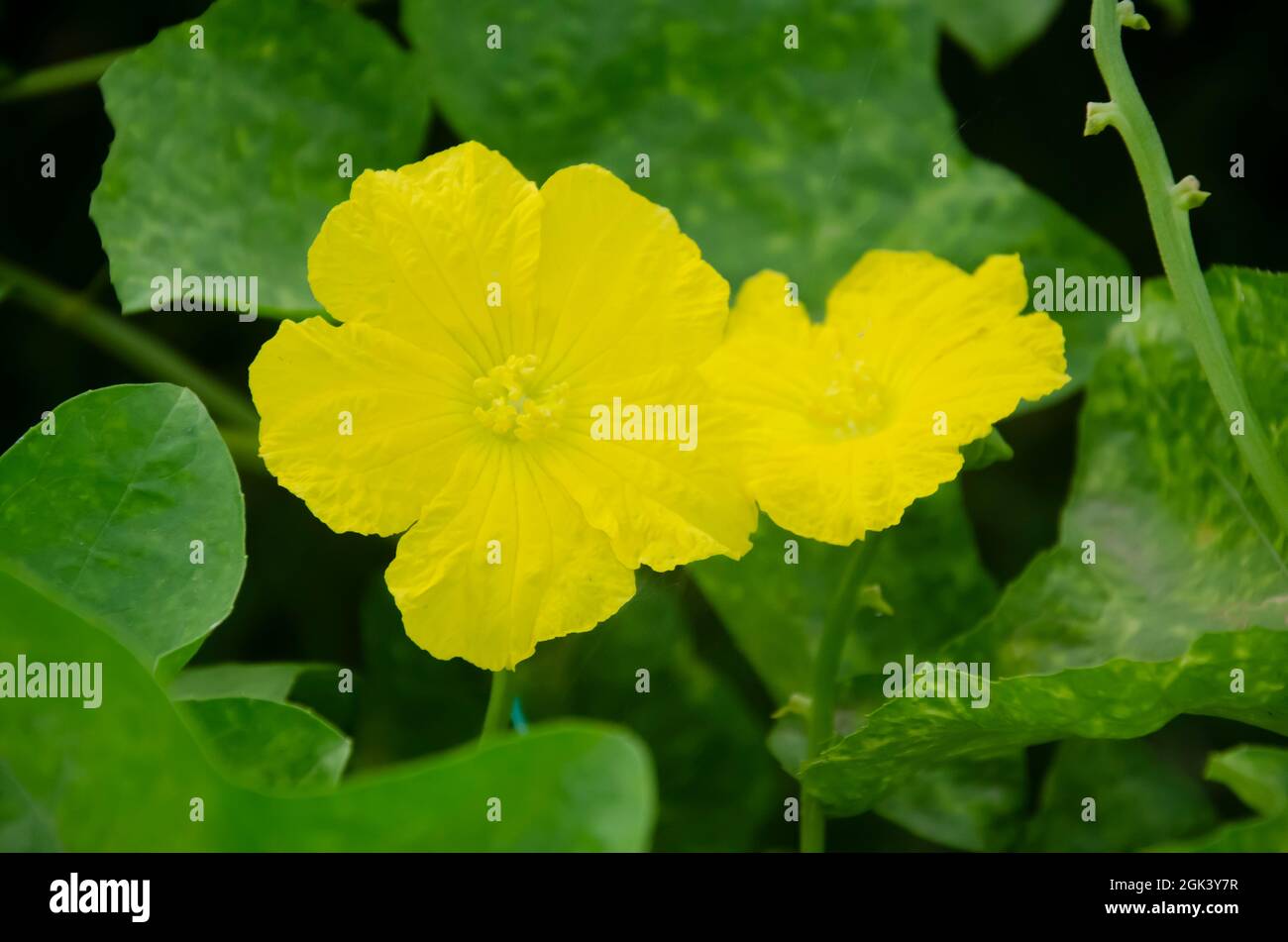 MACRO CLOSE UP, BRIGHT YELLOW FLOWER OF RIDGE GOURD ( LOOFAH, BITTER ...