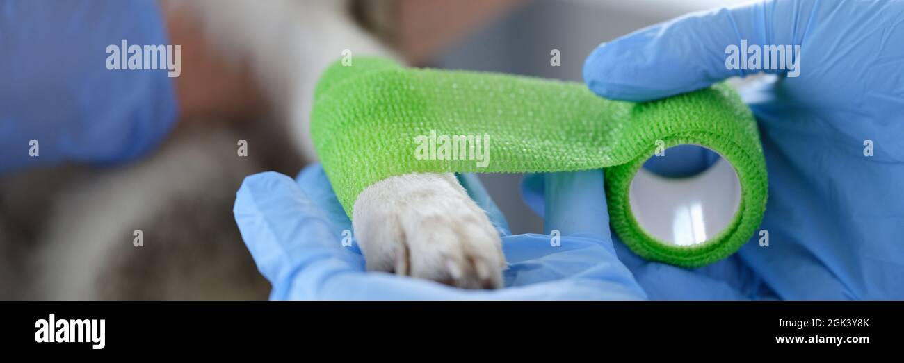 Bandage dog hi-res stock photography and images - Alamy