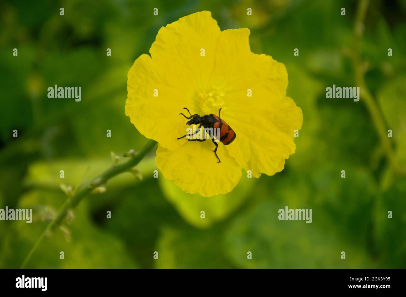 YELLOW RIDGE GOURD FLOWER WITH RED BUMBLE BEE Stock Photo - Alamy