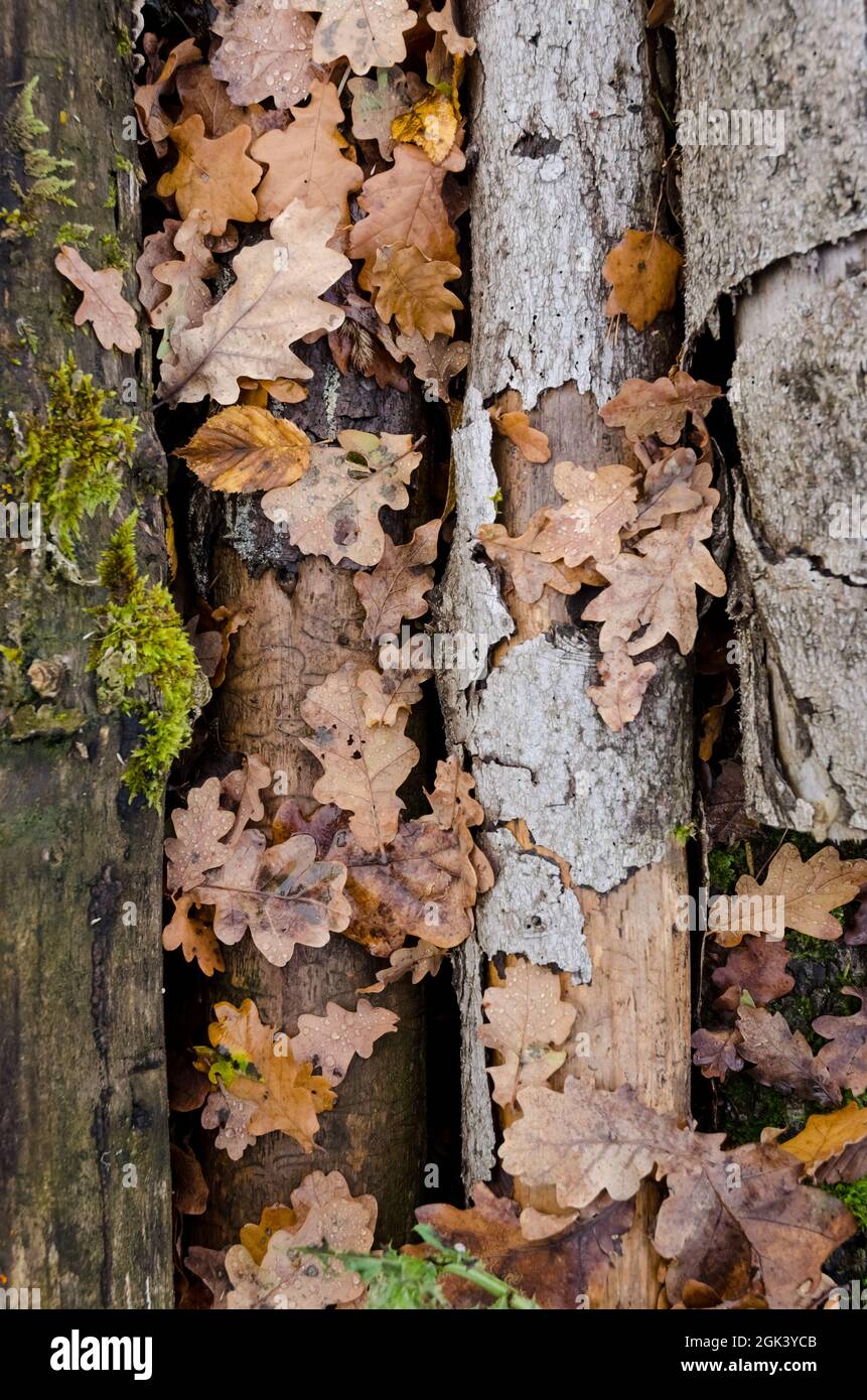 Forest ground view hi-res stock photography and images - Alamy