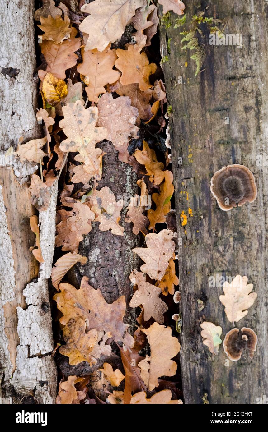 Forest ground view hi-res stock photography and images - Alamy