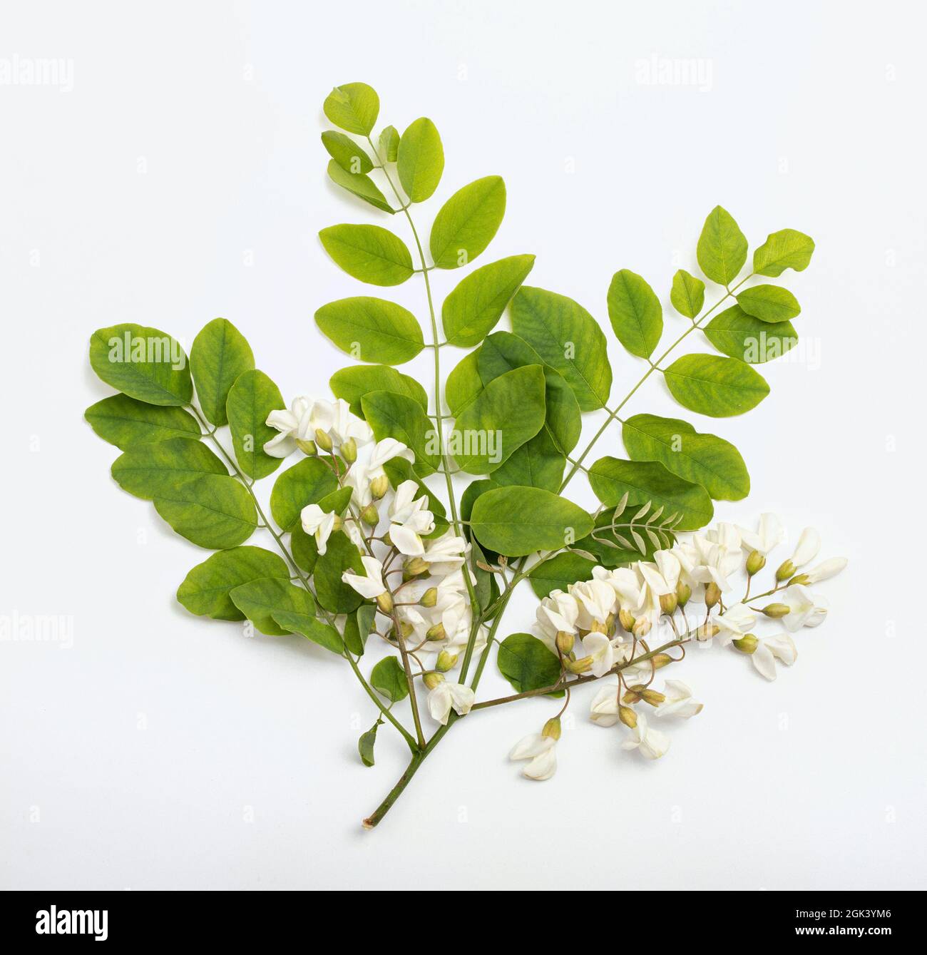 Fresh acacia flower isolated on white background. Clipping path Stock ...