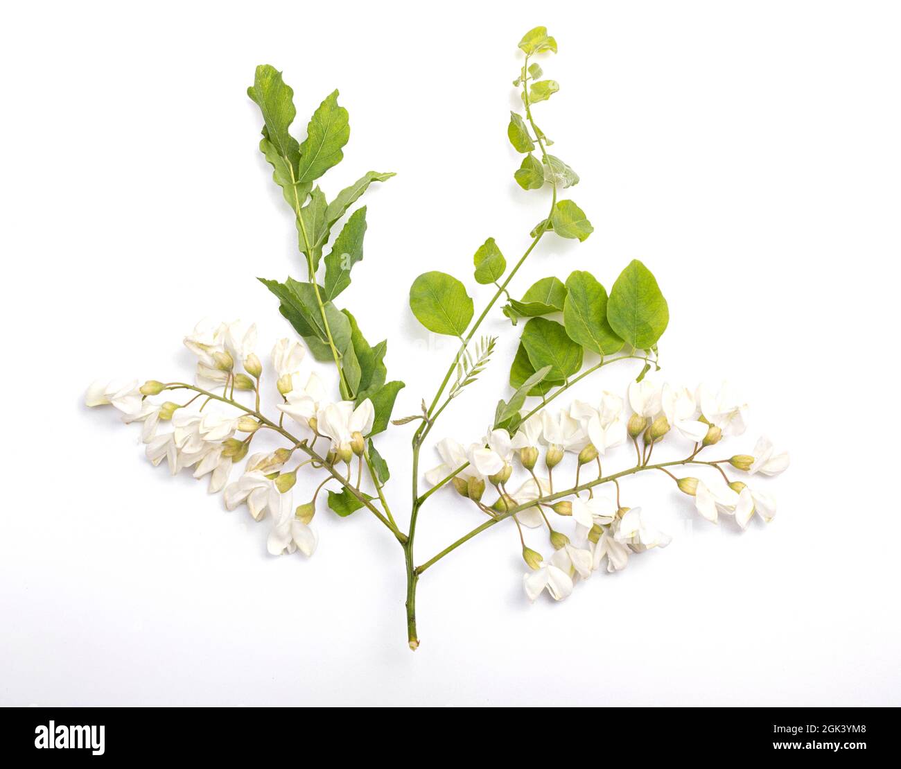 Fresh acacia flower isolated on white background. Clipping path Stock ...