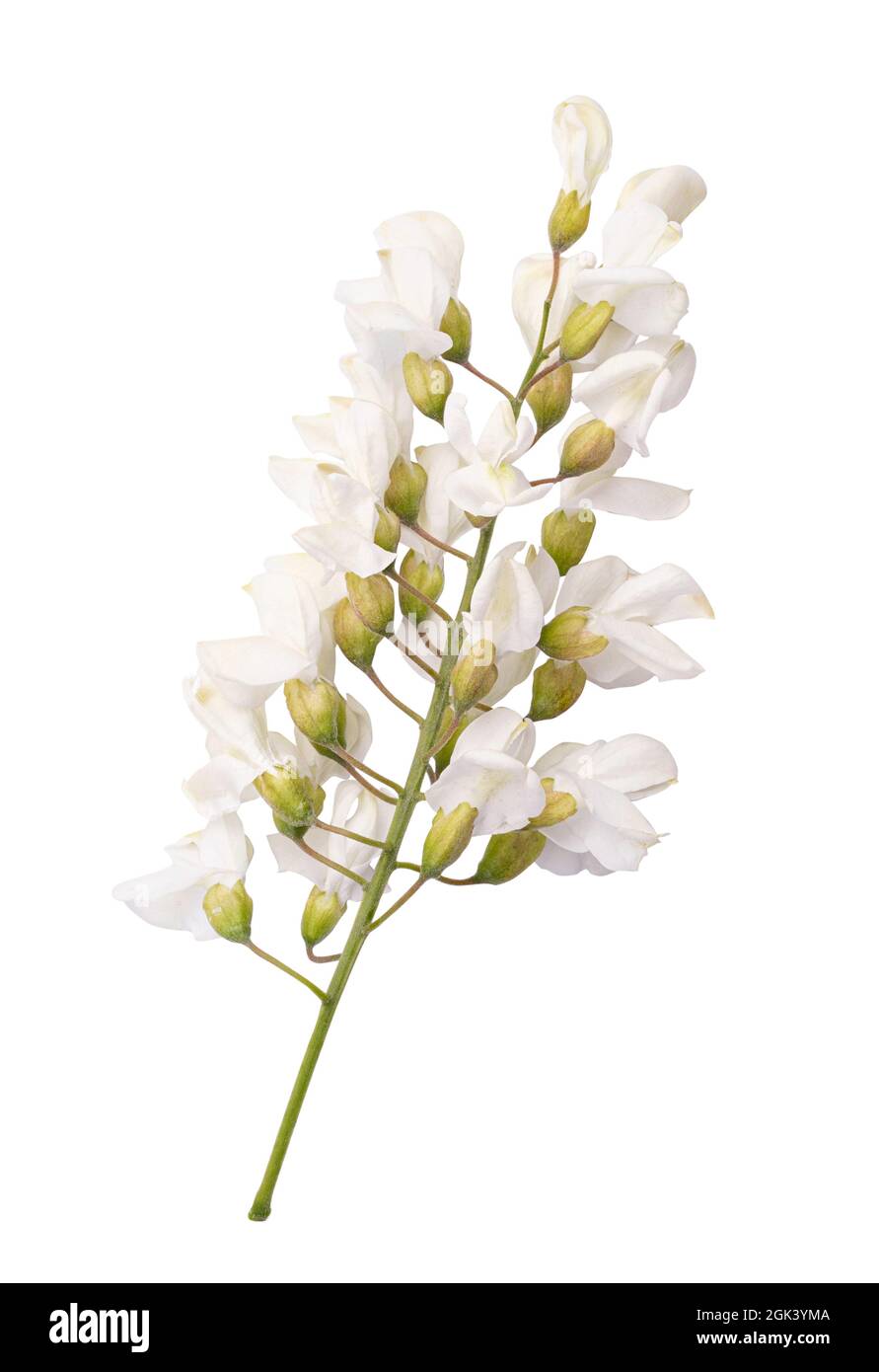 Fresh acacia flower isolated on white background. Clipping path Stock ...