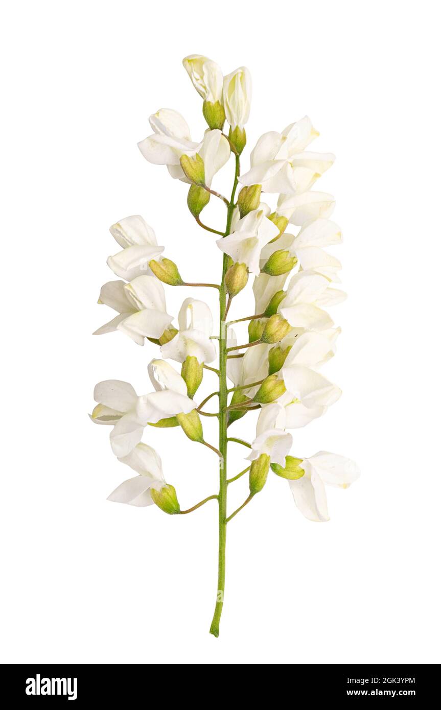 Fresh acacia flower isolated on white background. Clipping path Stock ...