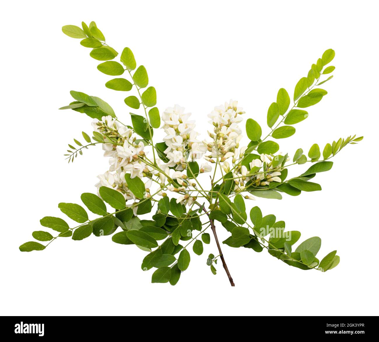 Acacia Cut Out Stock Images & Pictures - Alamy