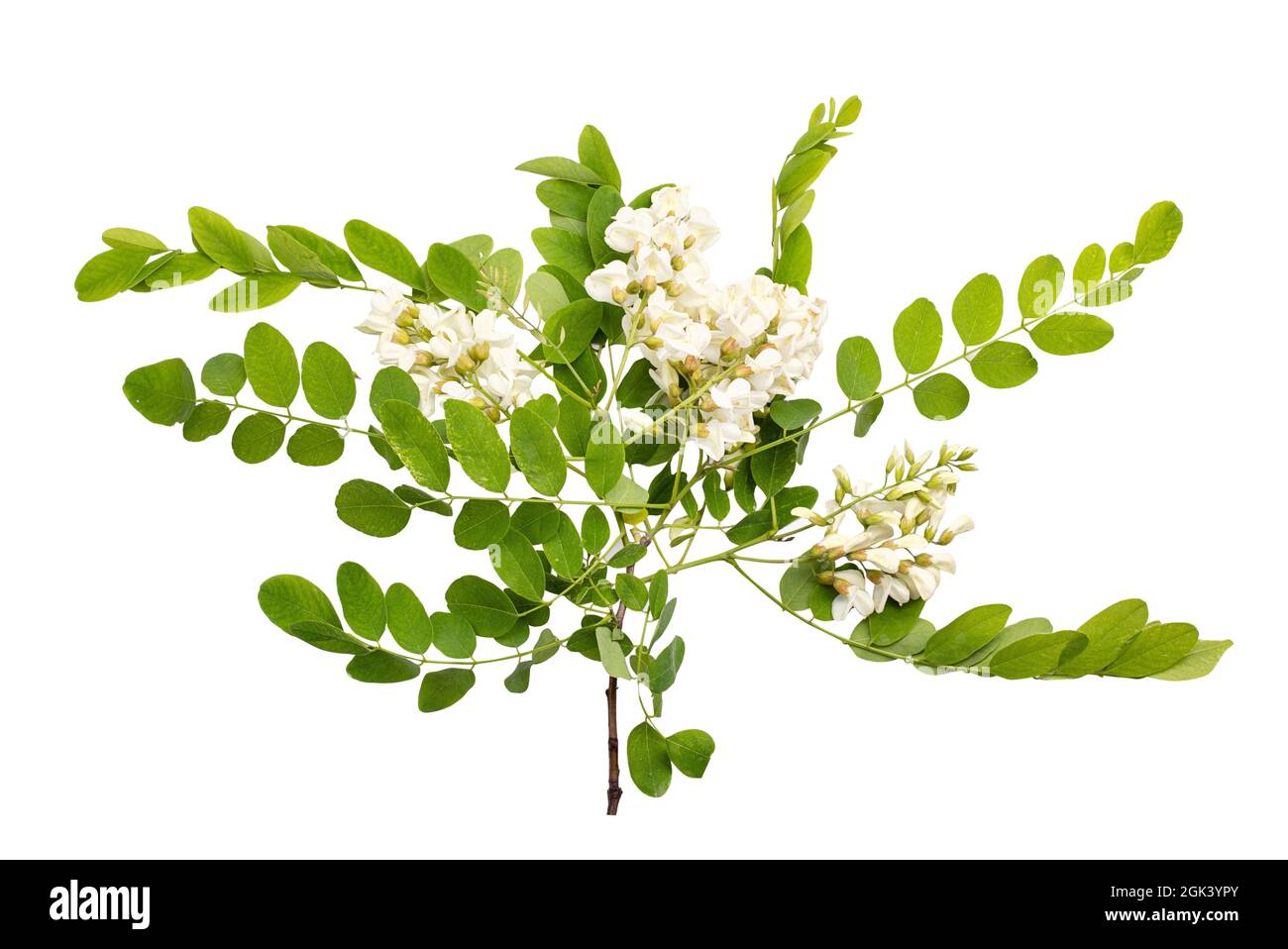 Fresh acacia flower isolated on white background. Clipping path Stock ...