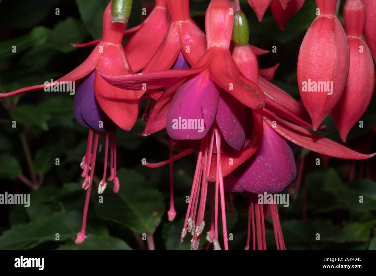 A Pretty fuchsia flowers on Stem in Nature Stock Photo - Alamy