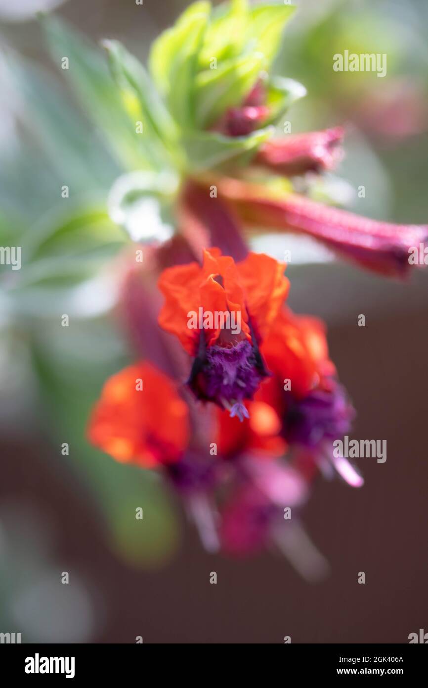 A Pretty fuchsia flowers on Stem in Nature Stock Photo - Alamy