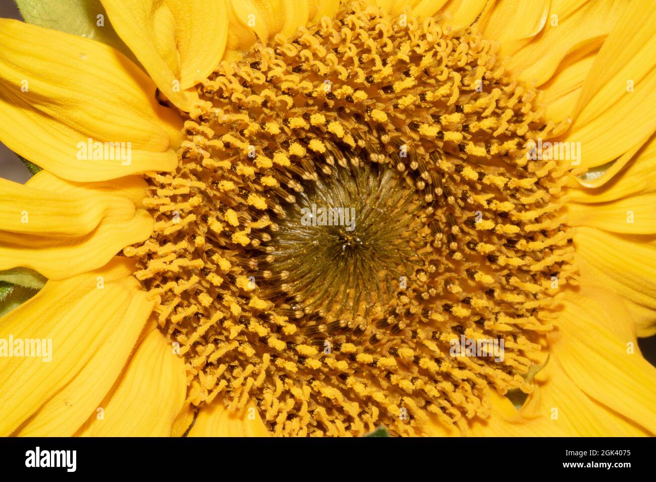 A Close up of a Vibrant Yellow Sunflower Flower Head before Seeds Stock ...