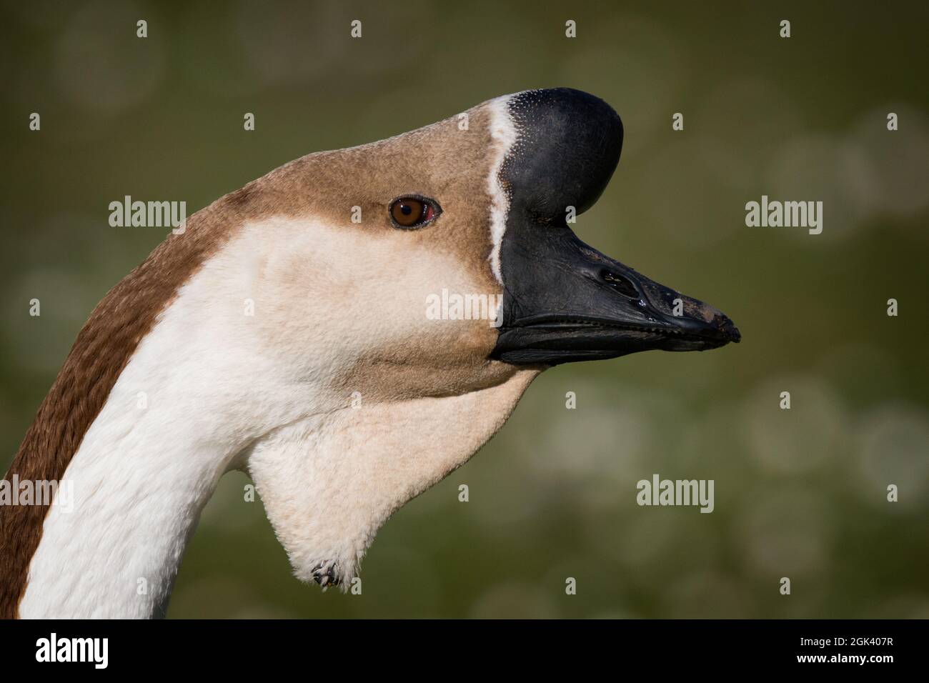Hump beak hi-res stock photography and images - Alamy