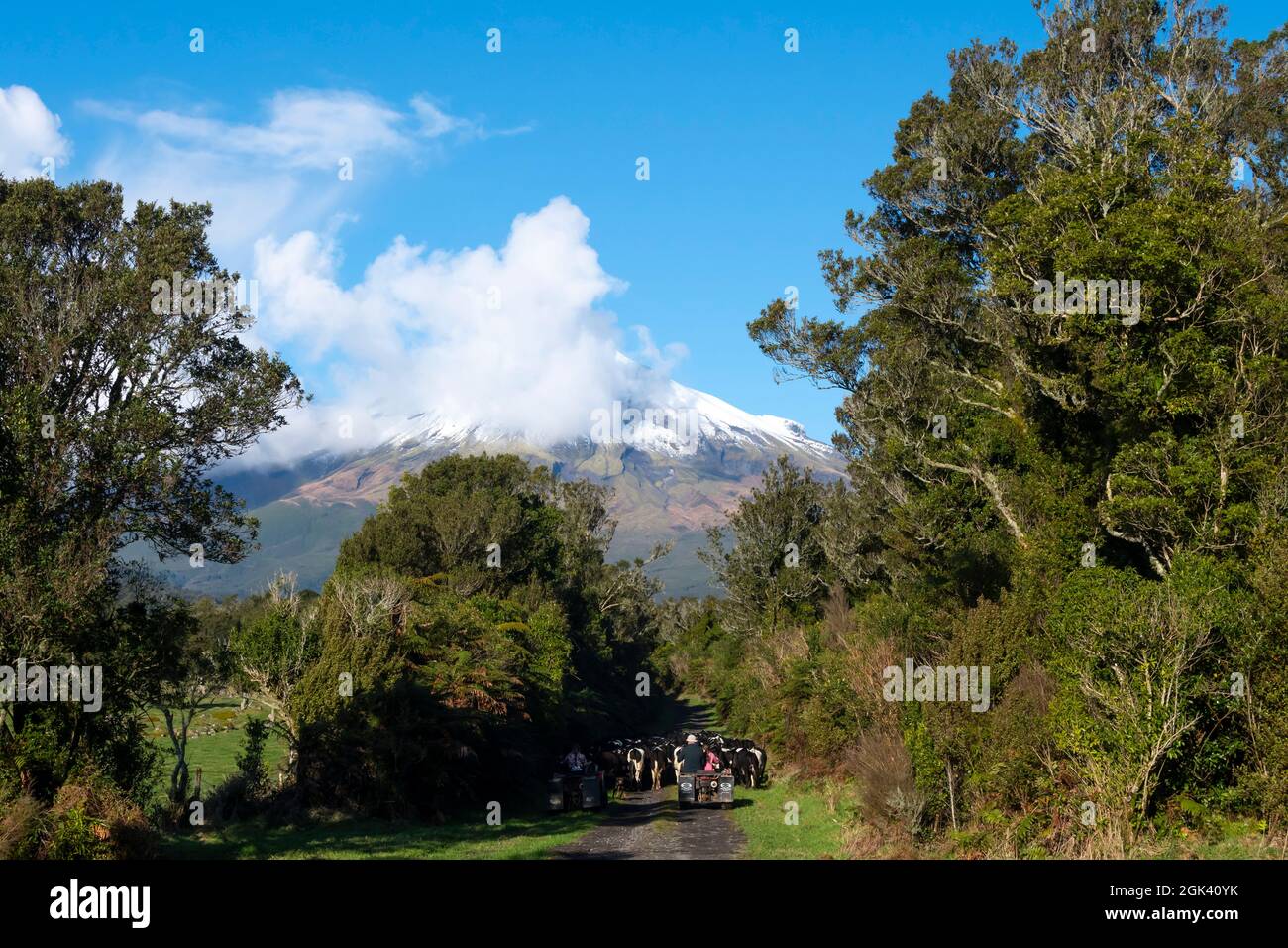 Farmer driving cattle along farm road with Mount Taranaki in distance ...