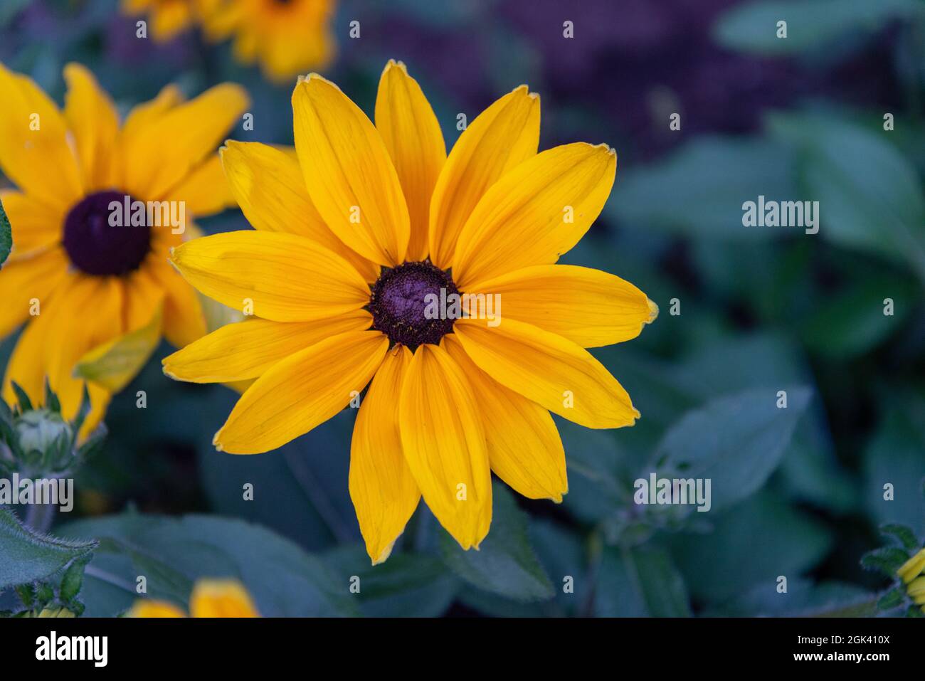 yellow flowers, closed up Stock Photo - Alamy