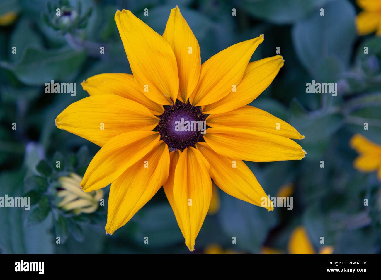 yellow flowers, closed up Stock Photo - Alamy