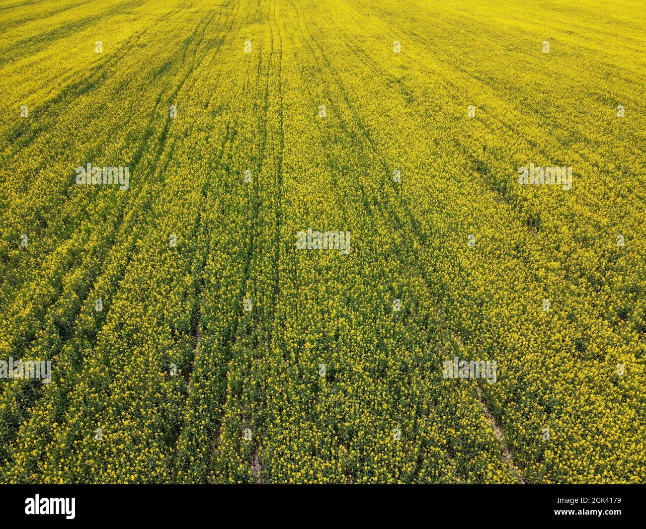 Rape seedlings on a farm field. Blooming rapeseed, top view Stock Photo ...