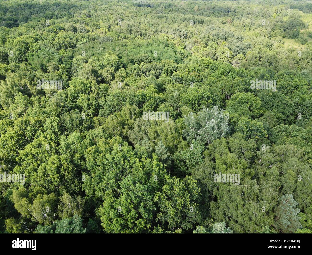 Beautiful dense forest, top view. The tops of a variety of trees Stock ...