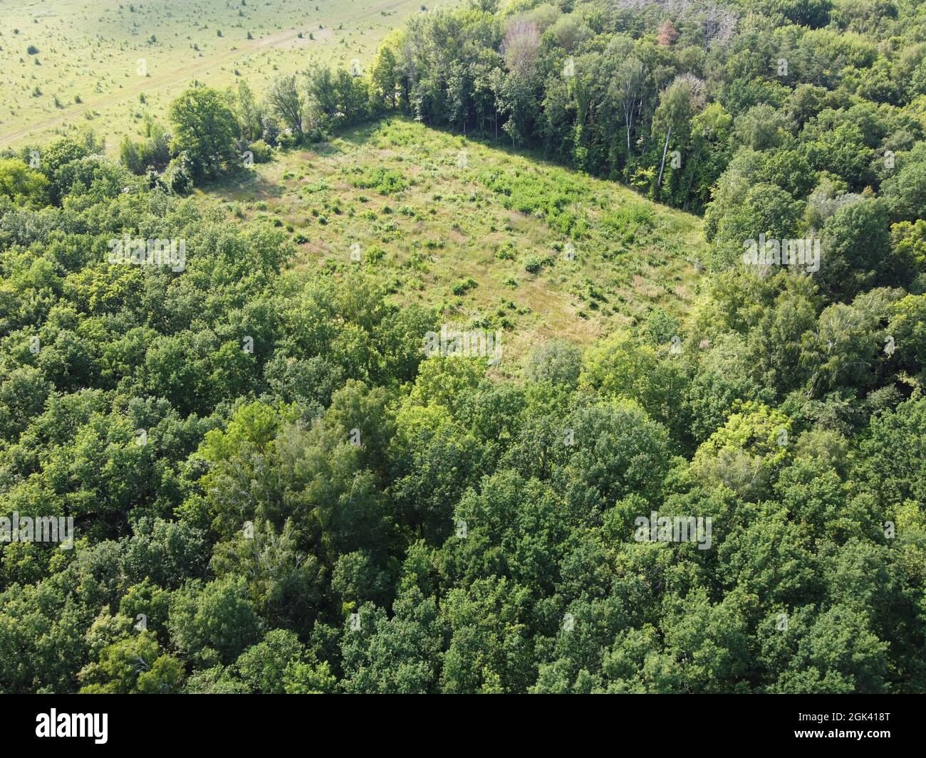 Place of felling of trees in the forest, a clearing. Aerial view of a ...