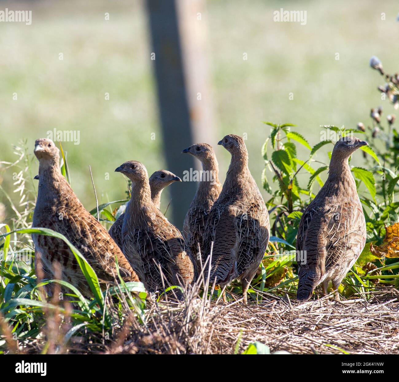 Wild bird partridge. Warm colors nature background. Grey Partridge ...