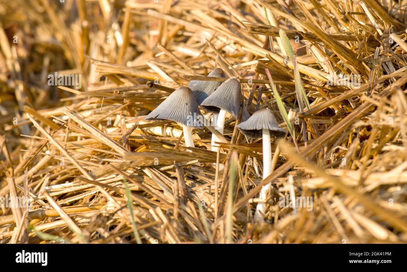 Coprinellus disseminatus mushrooms in the wild, fairy inkcap Stock ...