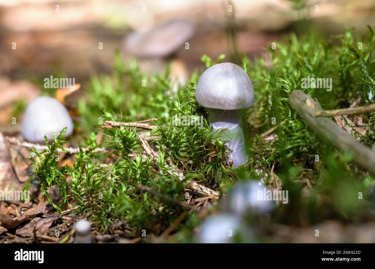 Violet webcaps hi-res stock photography and images - Alamy