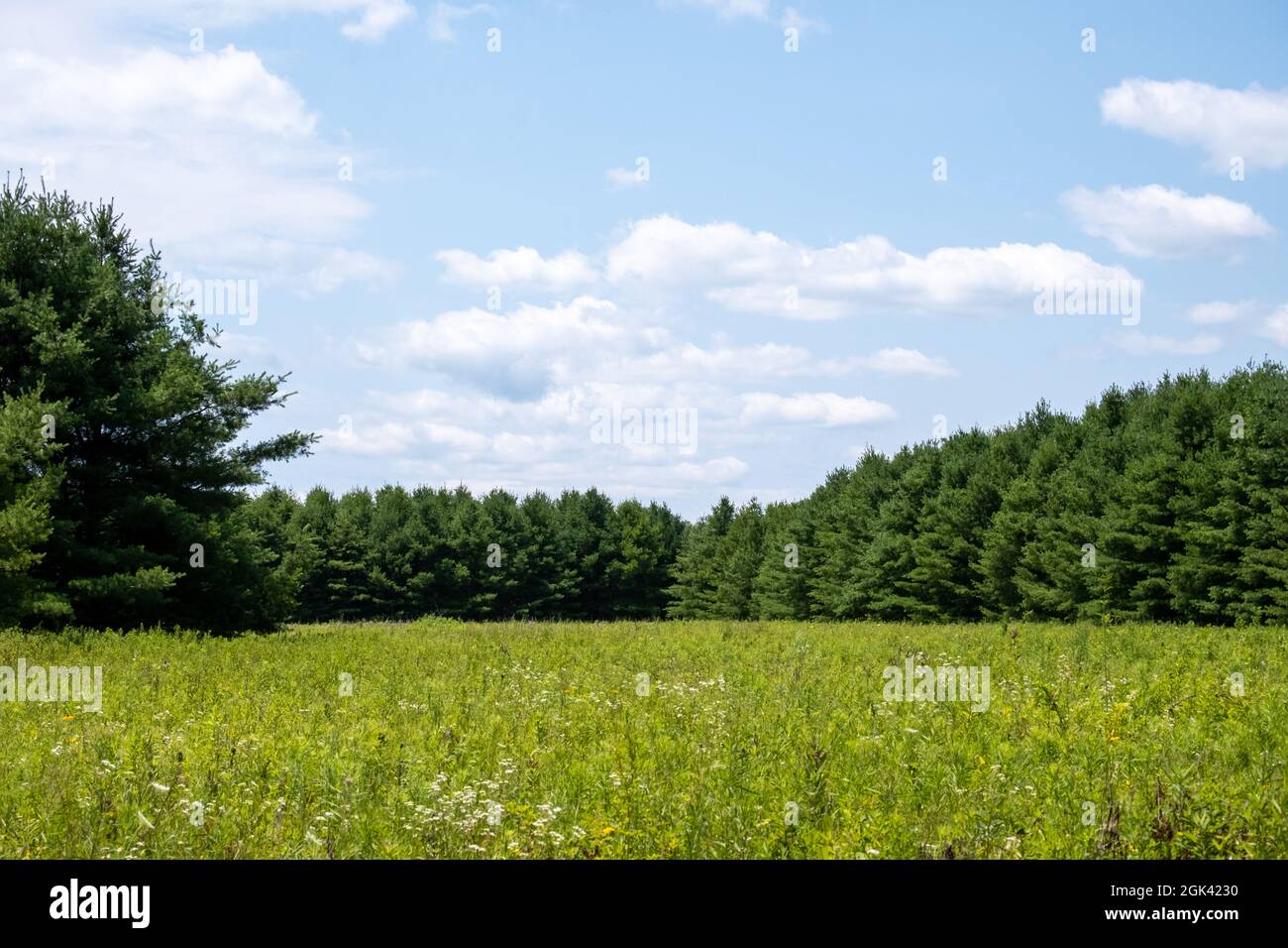 Scenic view of a green field in the middle of the forest, OntarioLondon ...