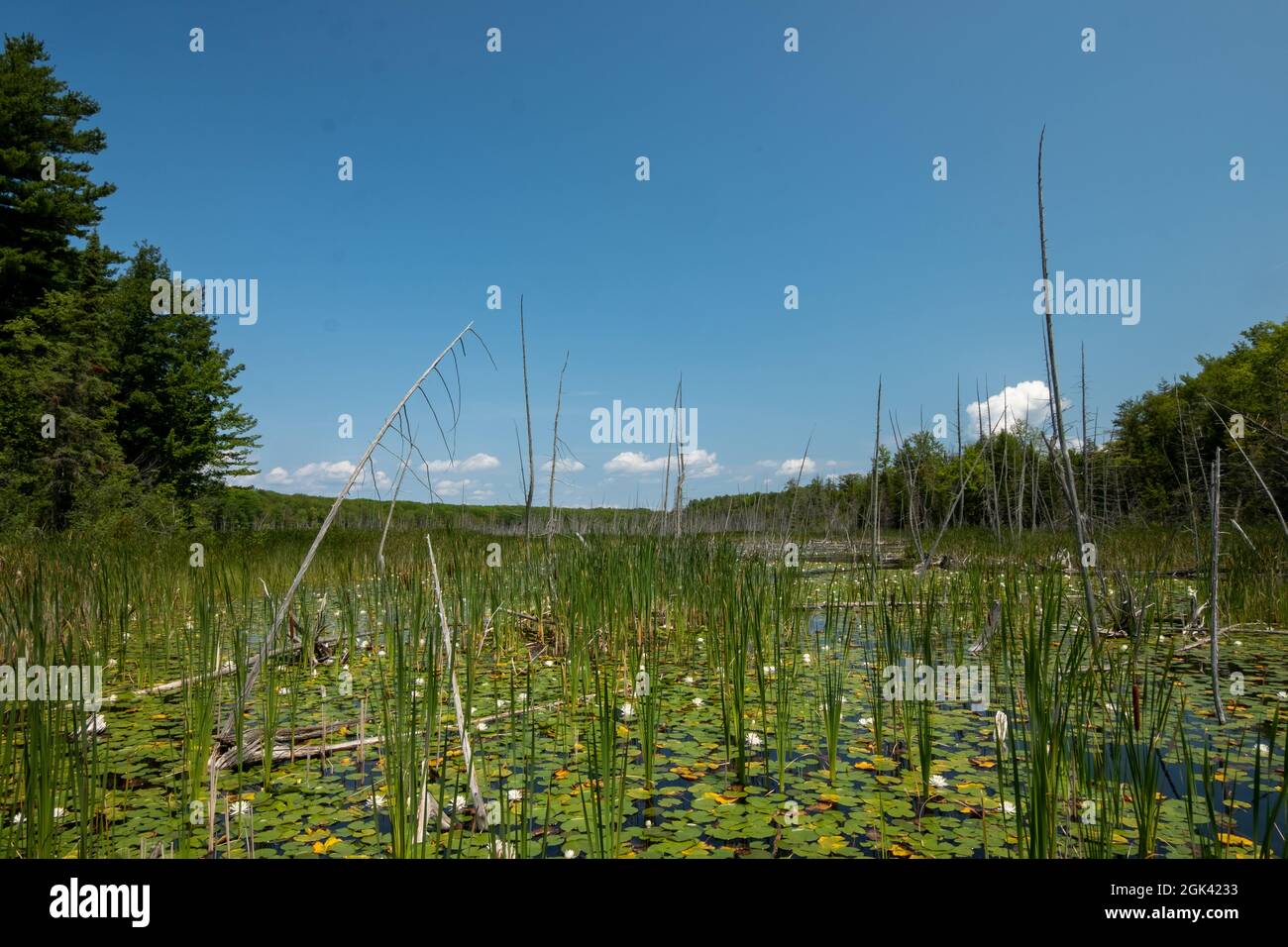 Beautiful view of the swamp with grasses in a daytime in Ontario ...