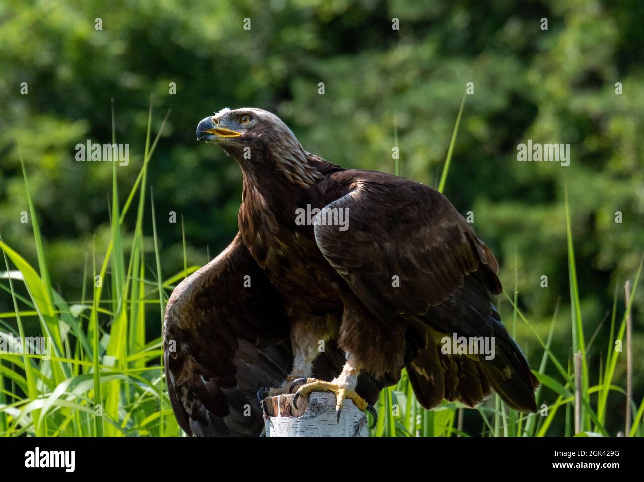 Closeup shot of a black Harris hawk perched on a plank of wood in the ...
