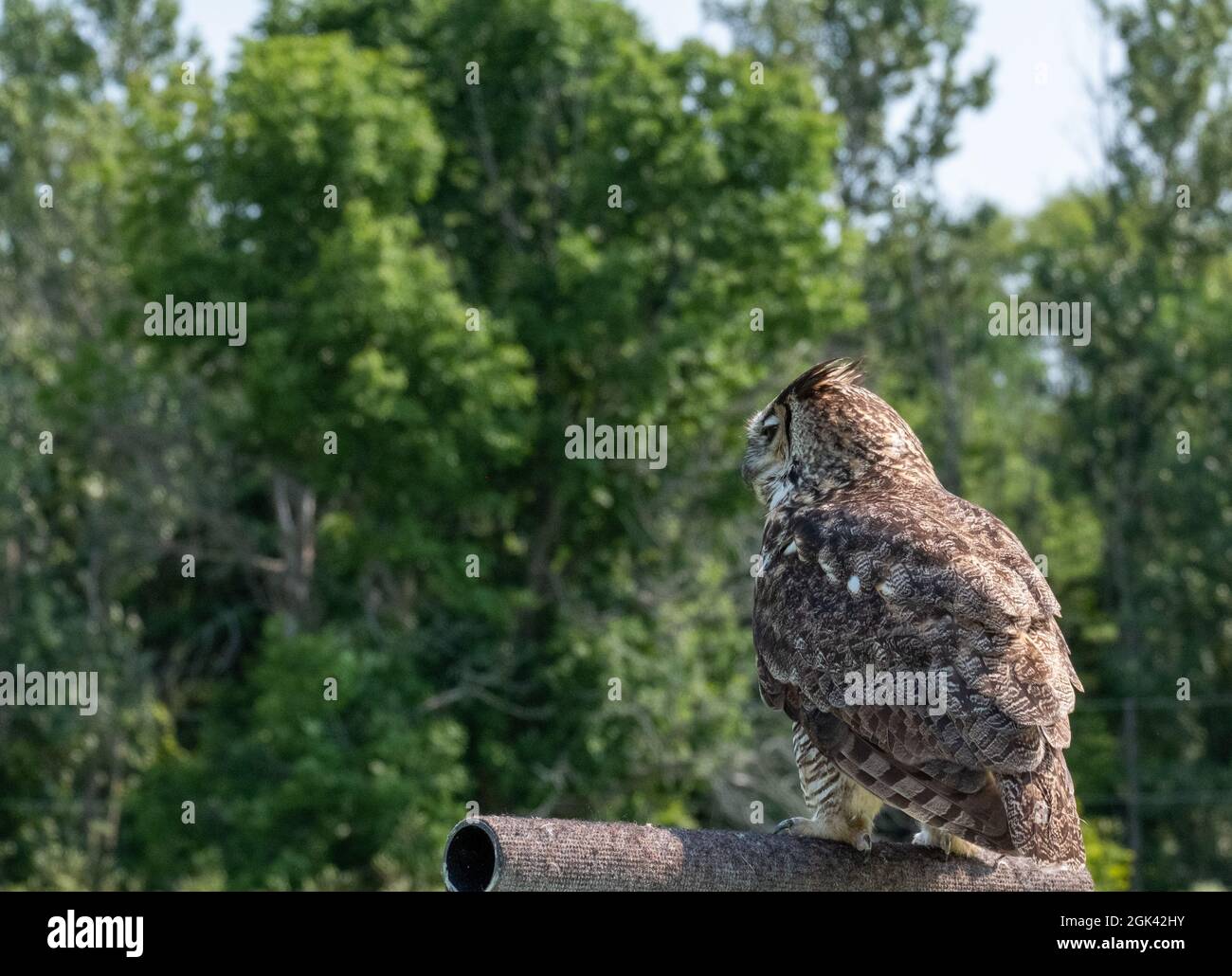 Back view of a great horned owl perched on a tube in the garden Stock ...