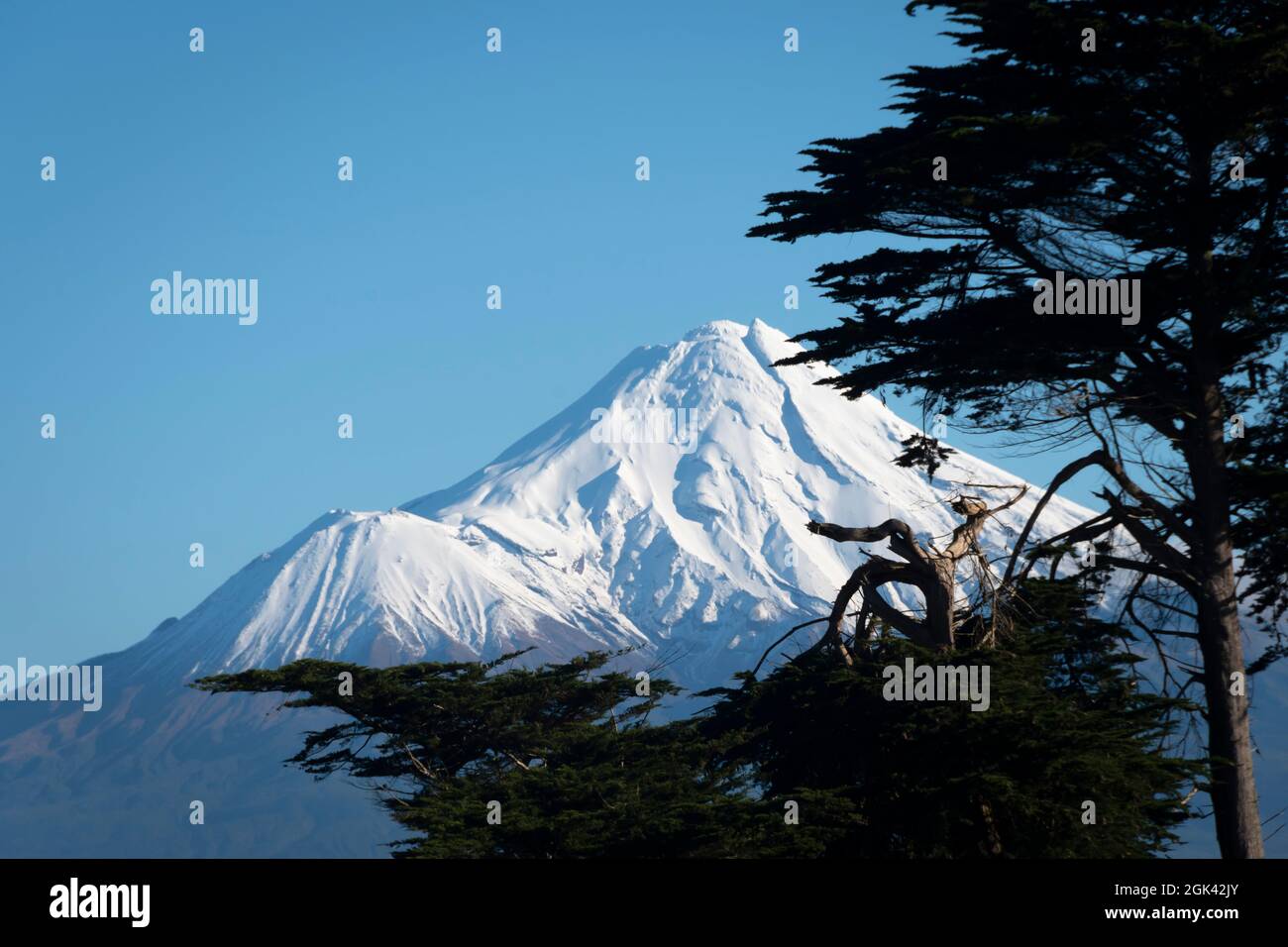 Snow clad Mount Taranaki, with a tree in the foreground, North Island ...