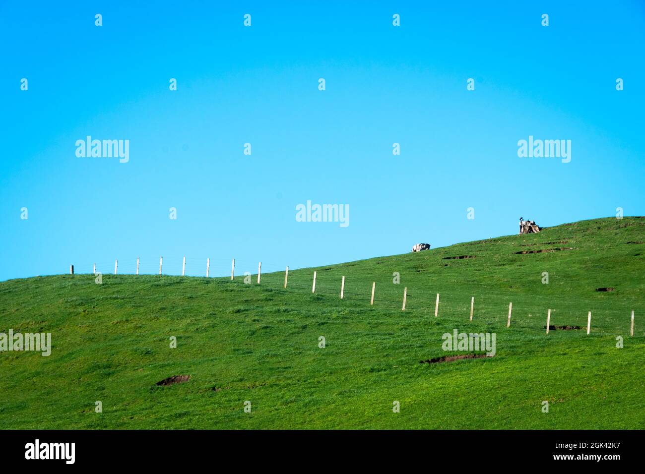 Farm fence on rolling hills, Taranaki, North Island, New Zealand Stock ...