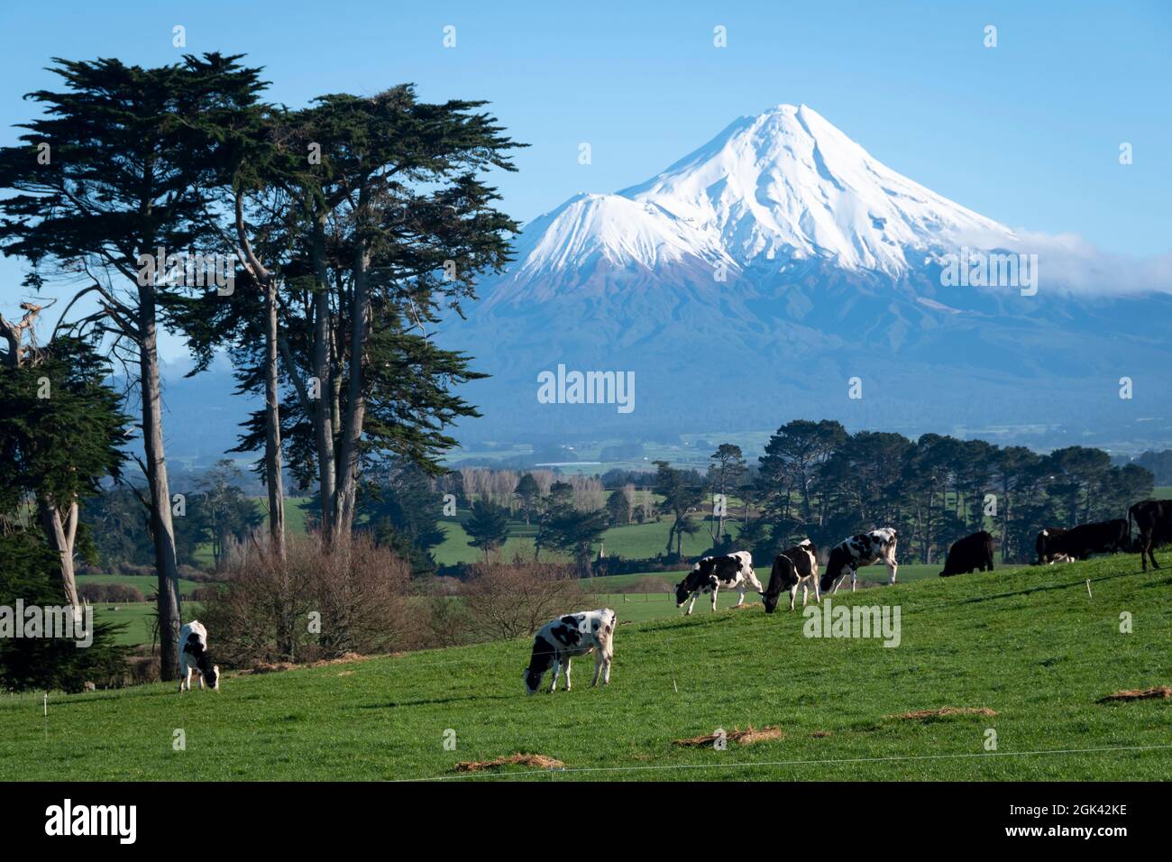 Dairy cattle on farm with Mount Taranaki in distance, North Island, New ...