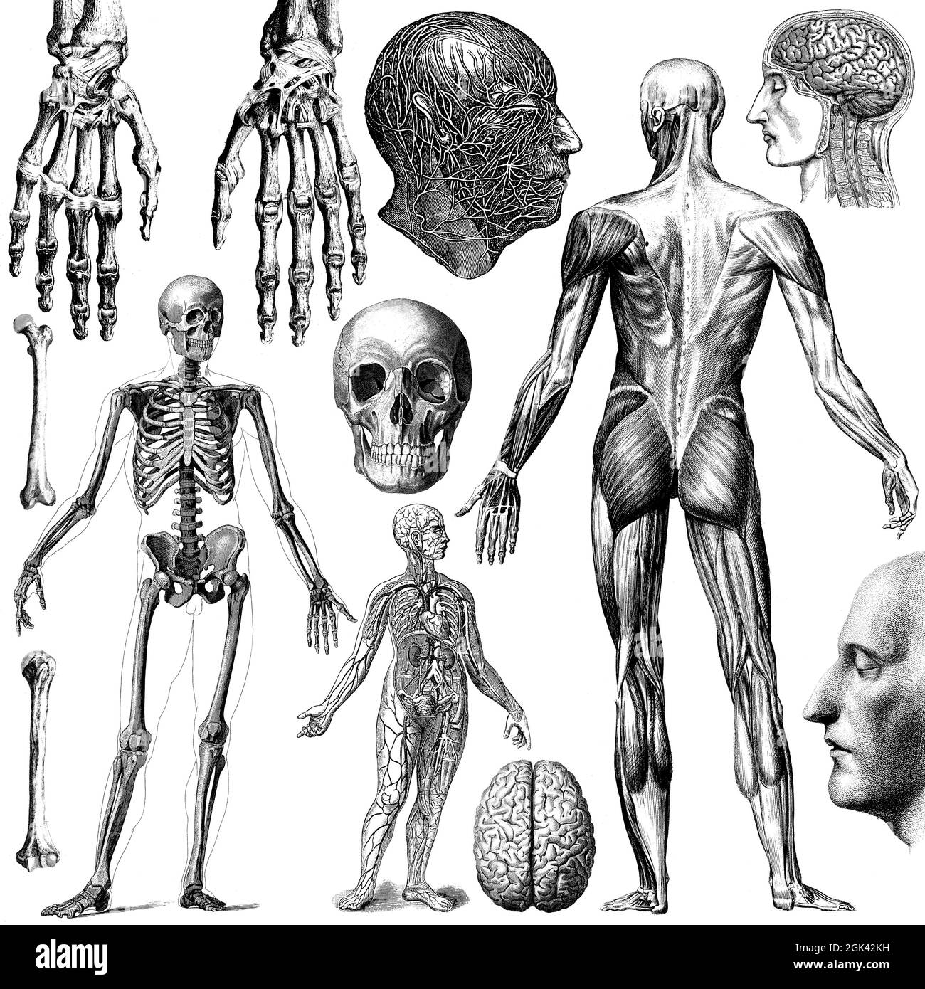 Medical - Victorian Anatomical Illustrations - on a white background ...