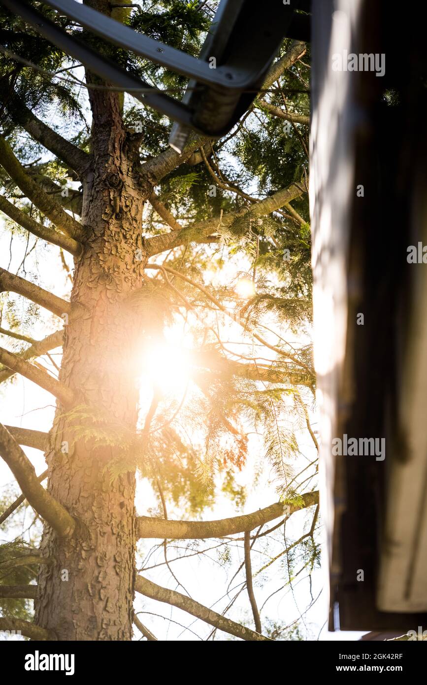 Sun shining behind the branches of a tree Stock Photo - Alamy