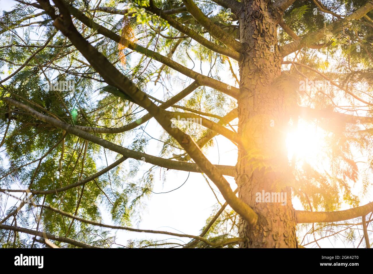 Sun shining behind the branches of a tree Stock Photo - Alamy