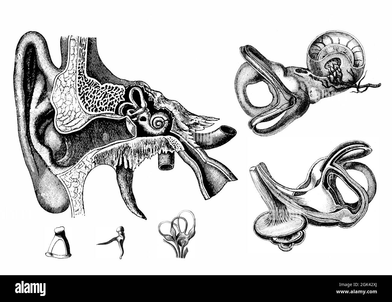 Anatomy illustration victorian Black and White Stock Photos & Images ...
