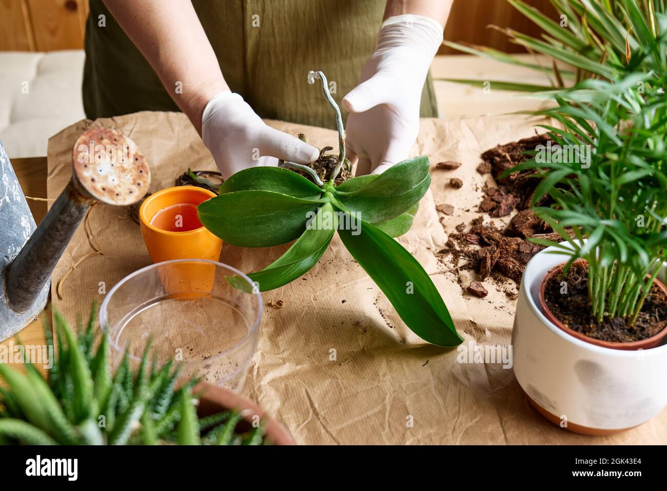 The hands of woman transplanting orchid into another pot on the table ...