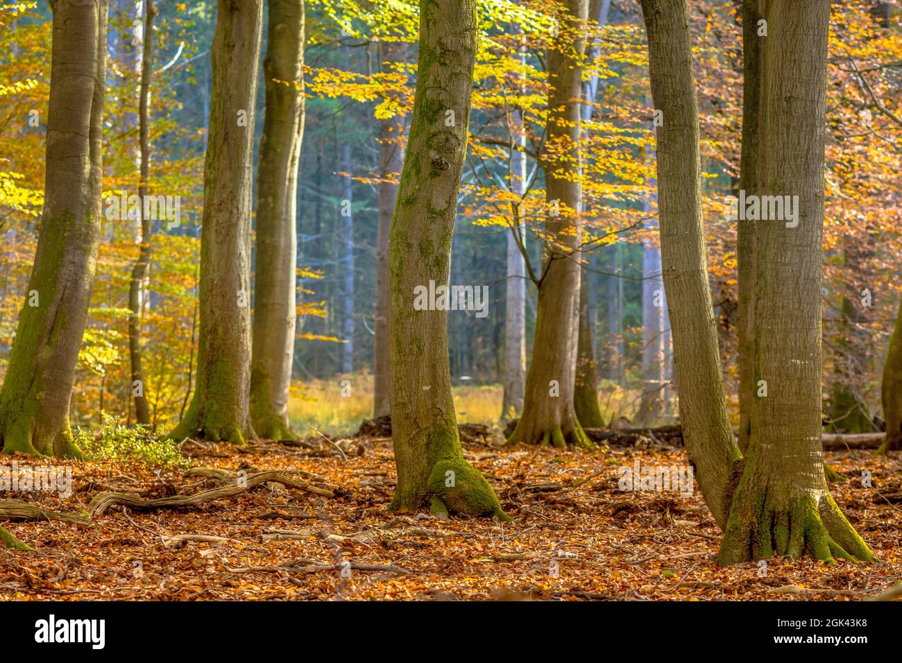 Avenue trees in netherlands hi-res stock photography and images - Alamy