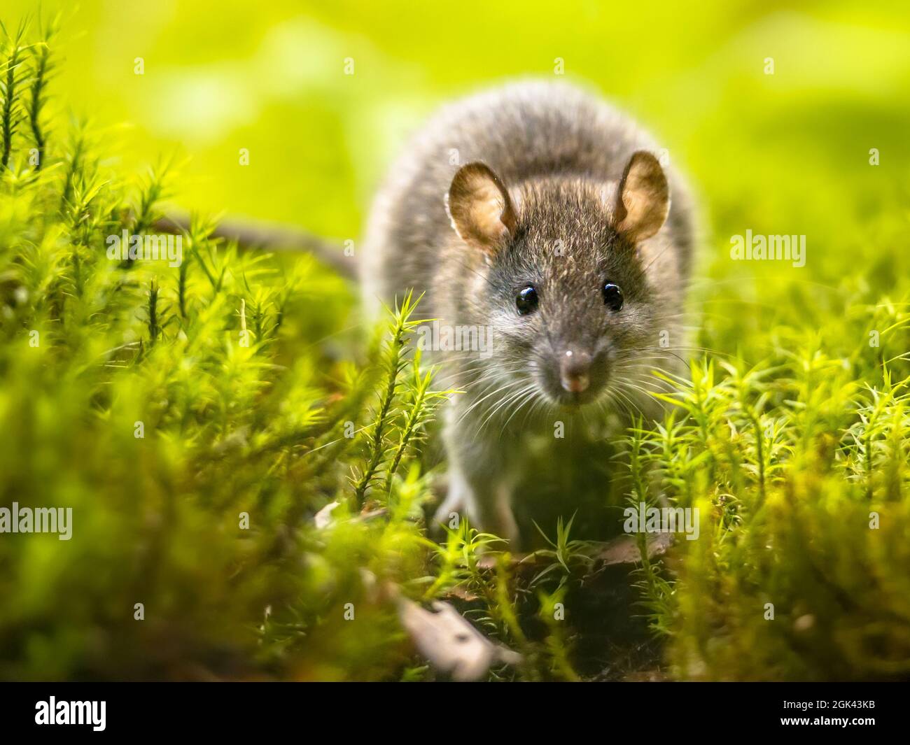 Rat on grass hi-res stock photography and images - Alamy