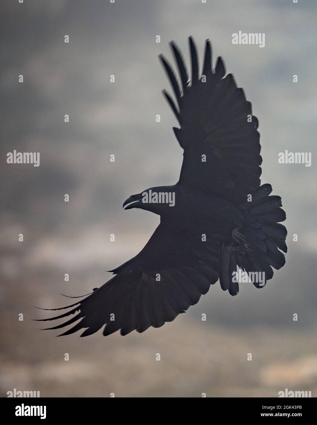 Common raven (Corvus corax) flying in the mist in Spanish Pyrenees ...
