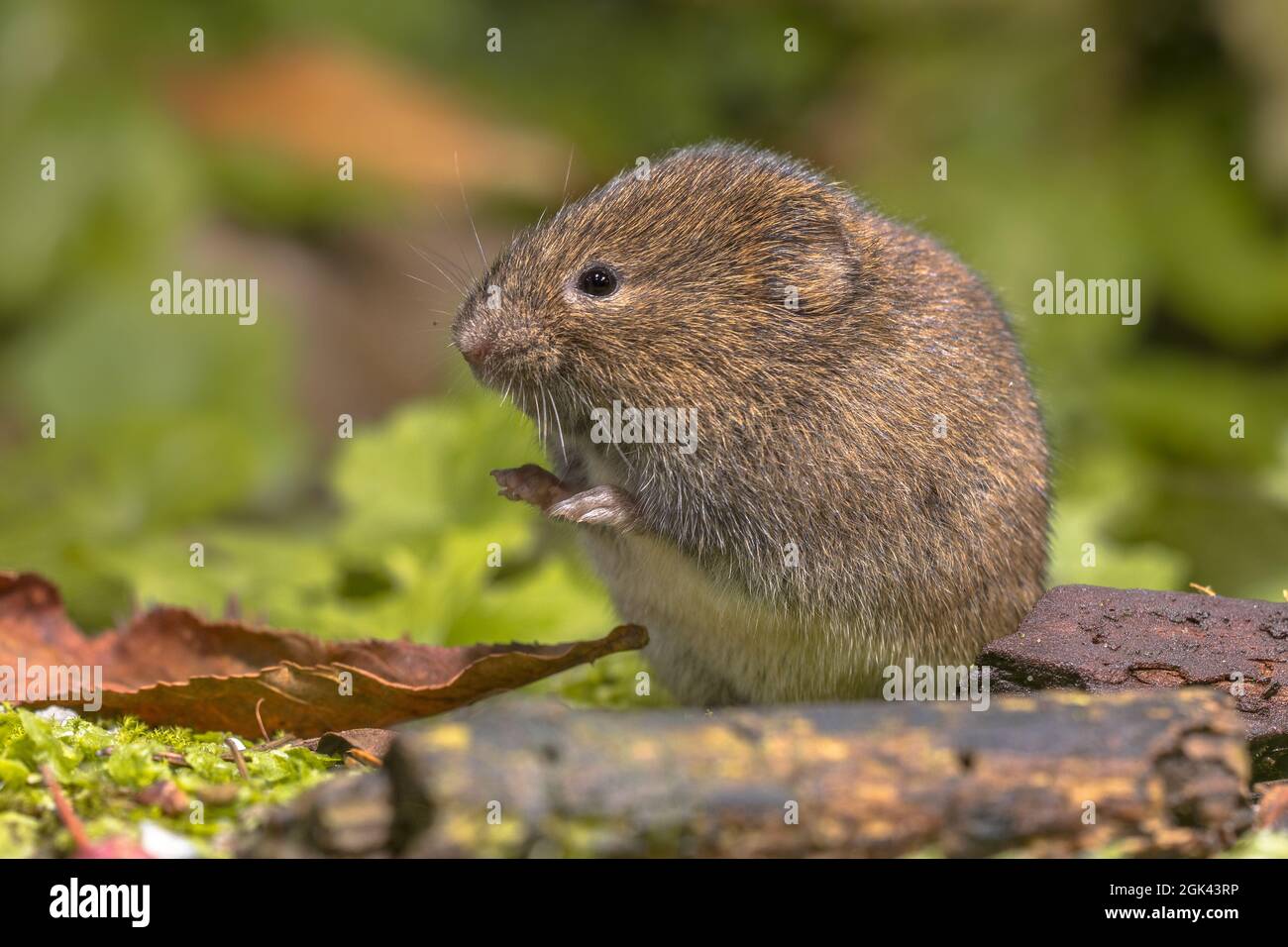 Field vole or short-tailed vole (Microtus agrestis) walking in natural ...