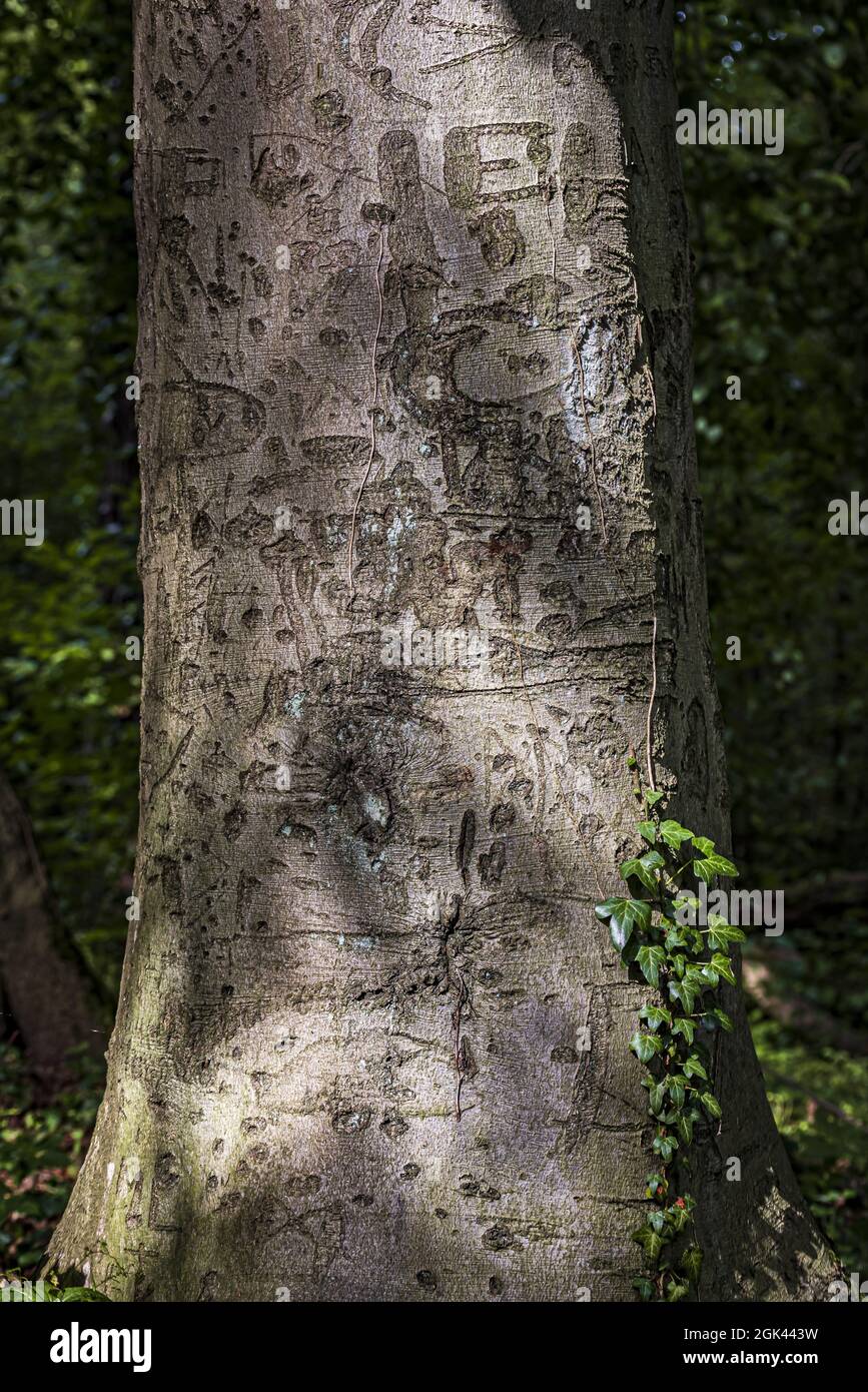 Tree trunk with a history Stock Photo - Alamy
